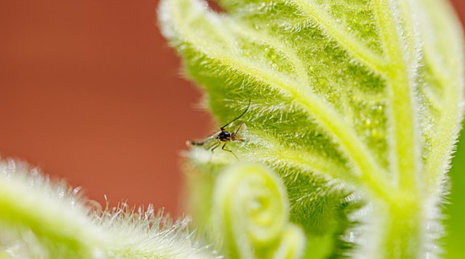 5 Tips For Caring For Potted Begonias