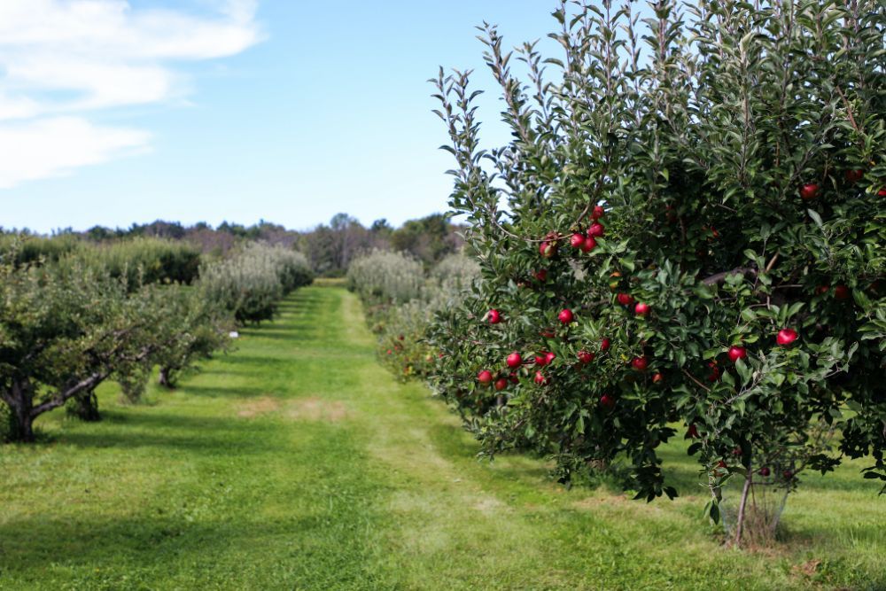 5 Best Fertilizers For Apple Trees