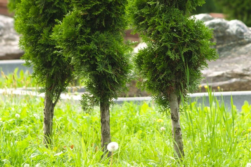 How Far Apart to Plant Your Arborvitae Trees