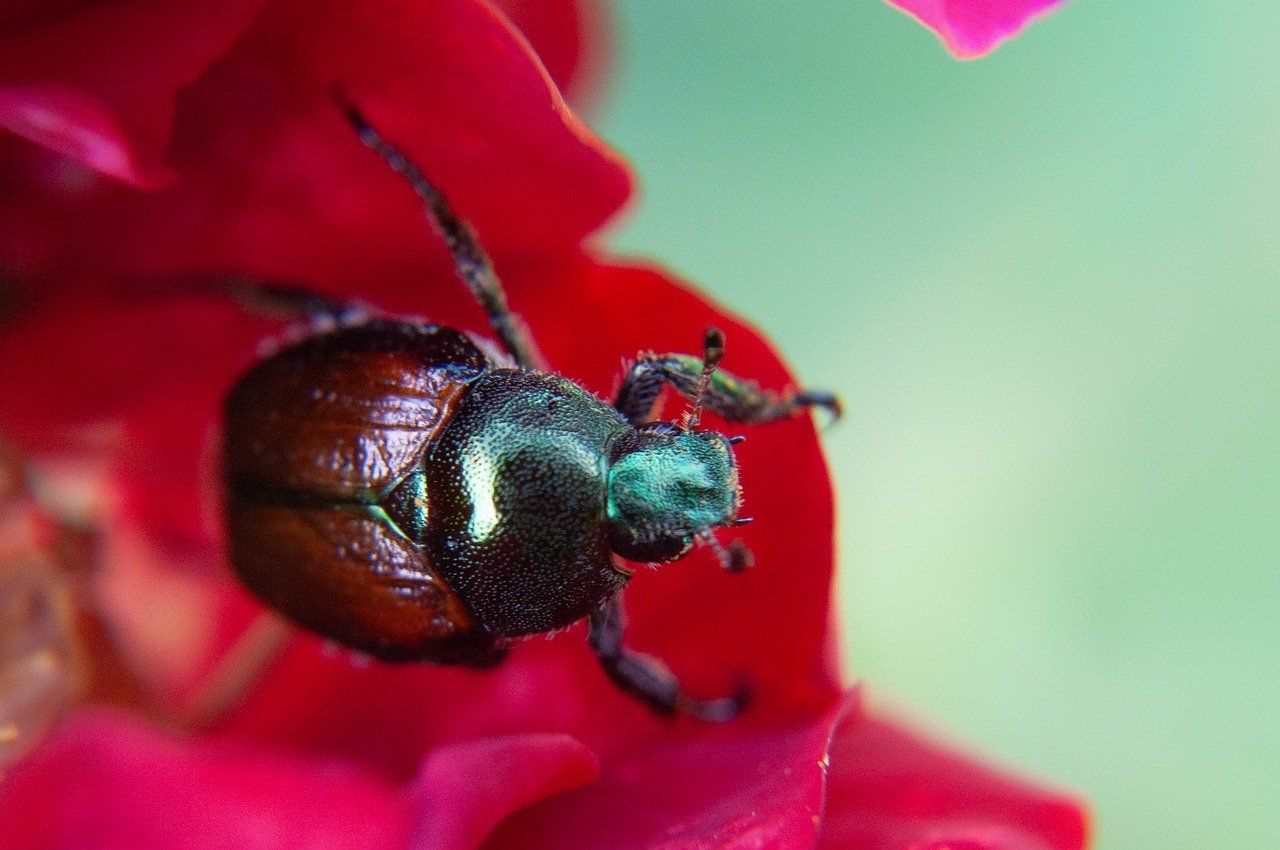 5 Reasons to Use Lime on Your Roses