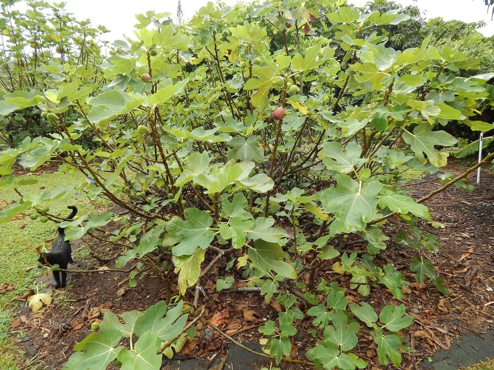 5 Best Cold-Hardy Fig Trees