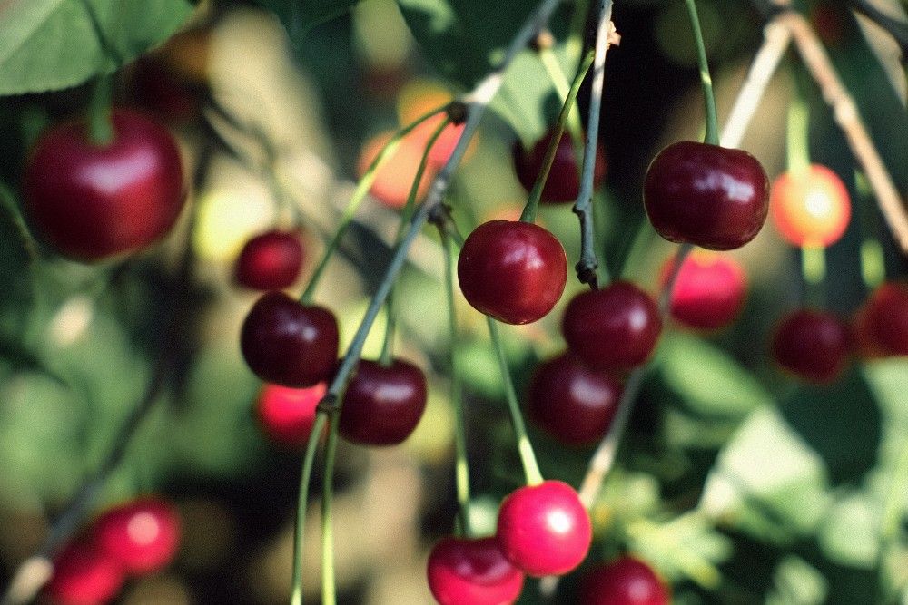 How to Grow Cherry Trees in Pots