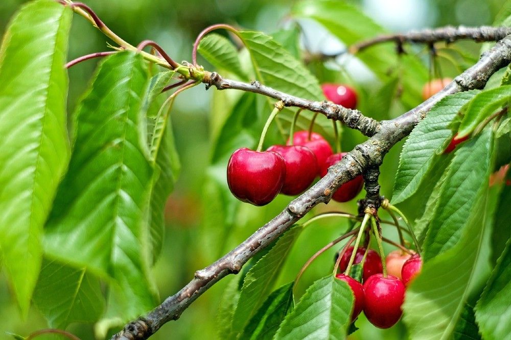 How to Grow Cherry Trees in Pots
