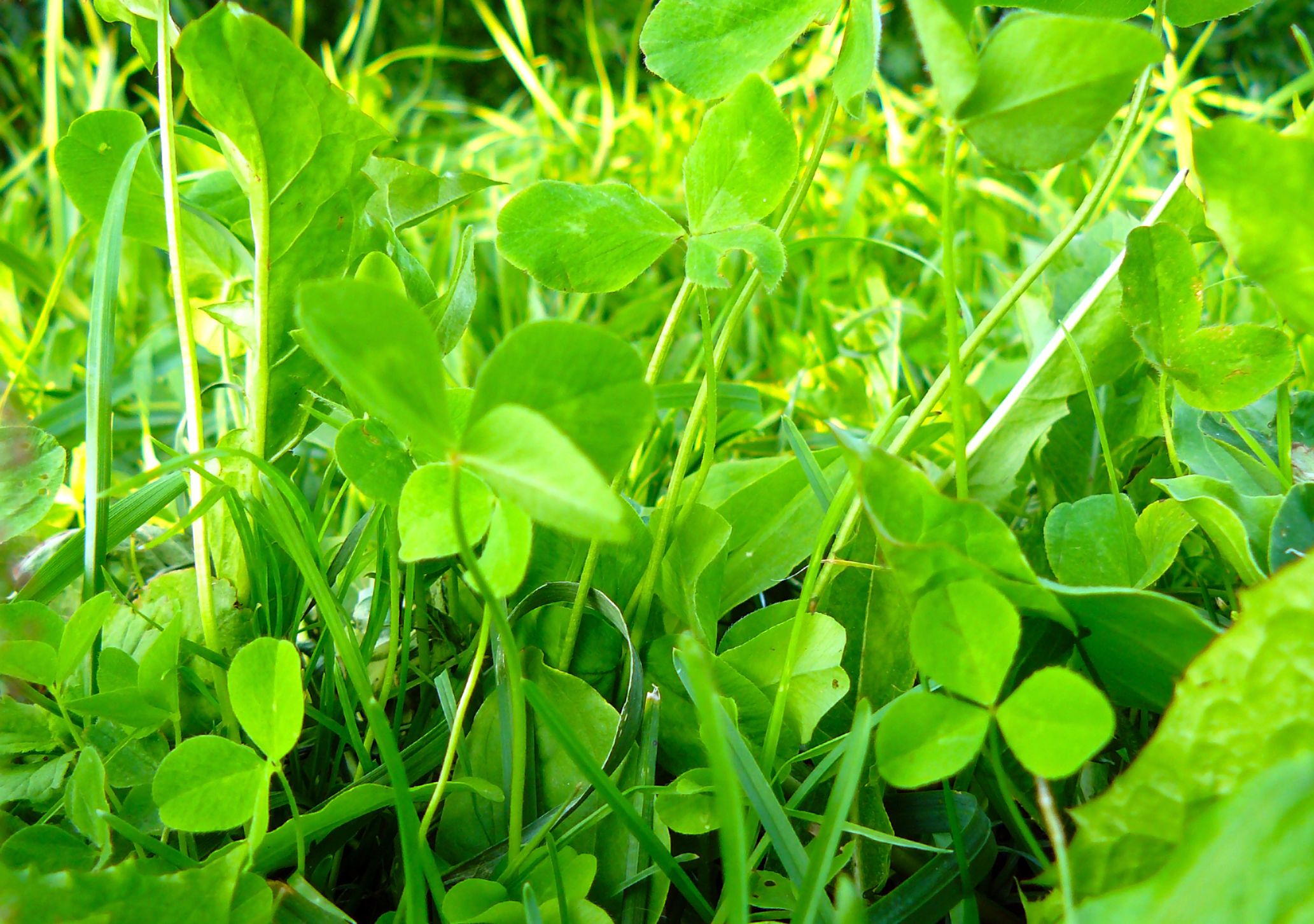 The Best Time to Plant a Clover Lawn