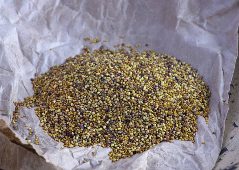 The Best Time to Plant a Clover Lawn