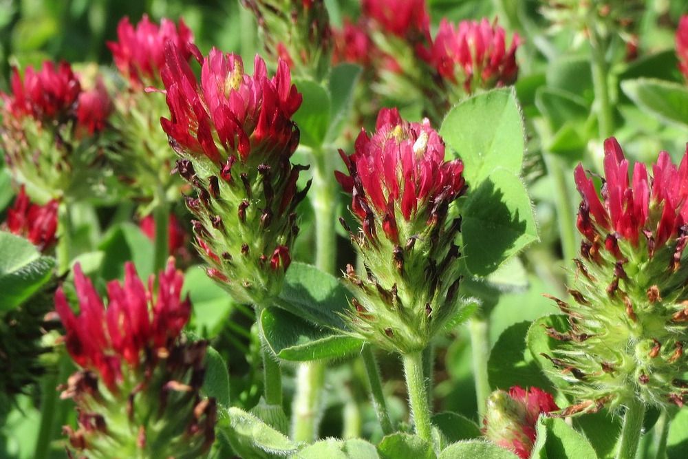 7 Best Cover Crops For Your Vegetable Garden