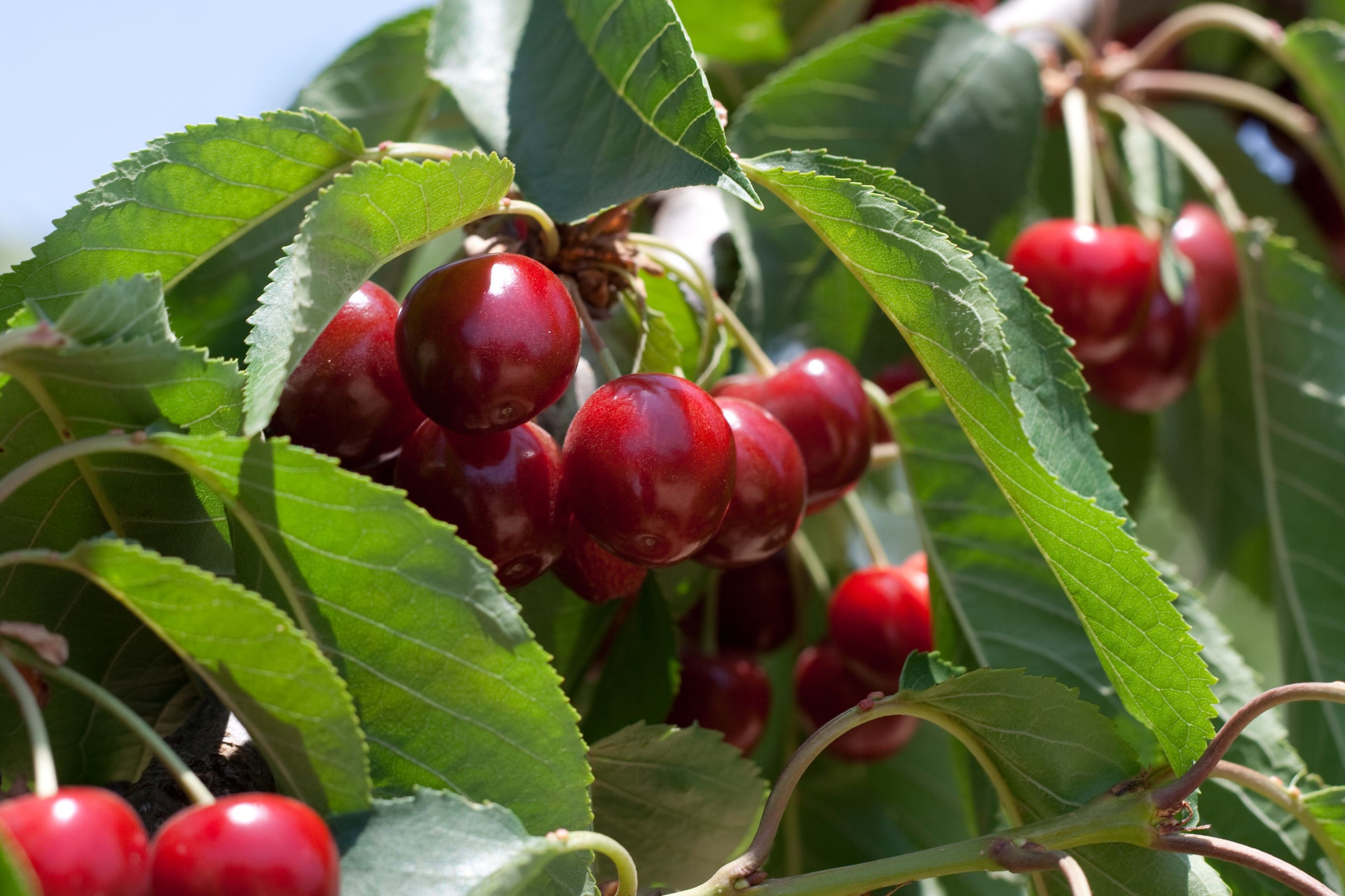 6 Tips For Growing Cherry Trees in Your Garden