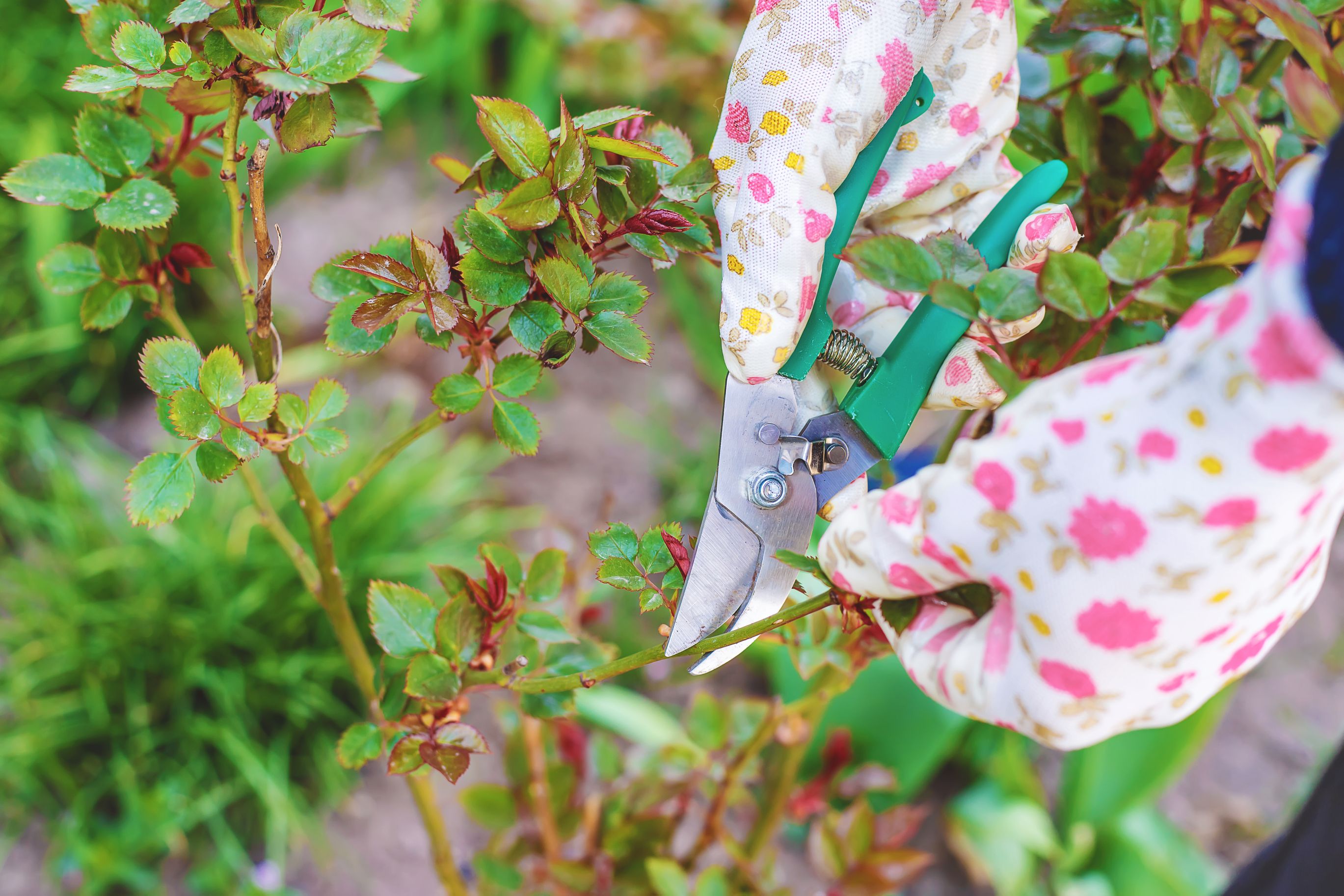 5 Tips For Caring For Your Rose Bushes in Fall