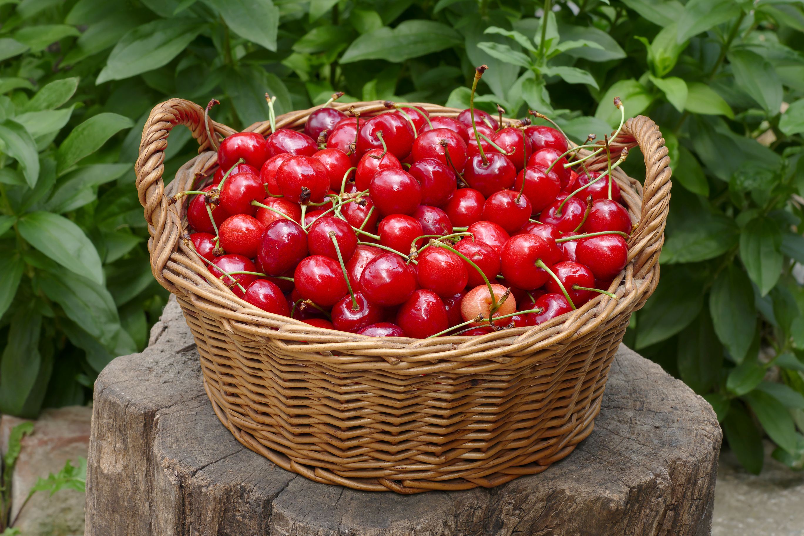 6 Tips For Growing Cherry Trees in Your Garden