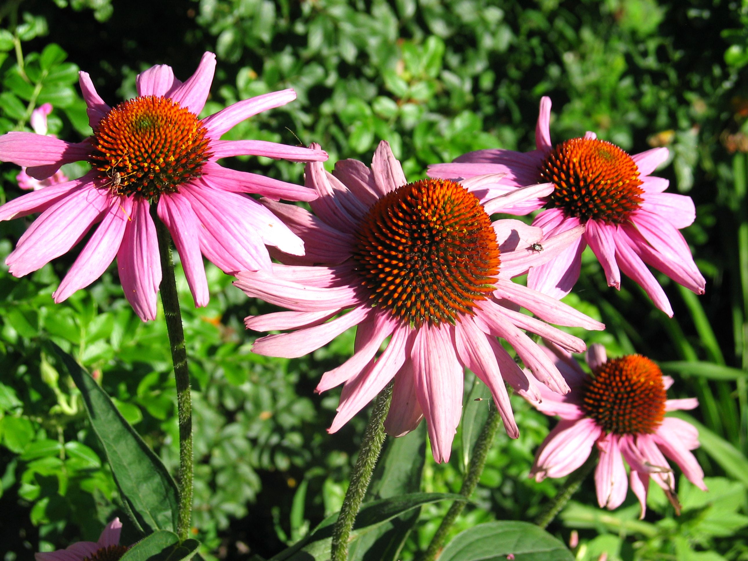 5 Beautiful Coneflower Varieties to Grow in Your Garden