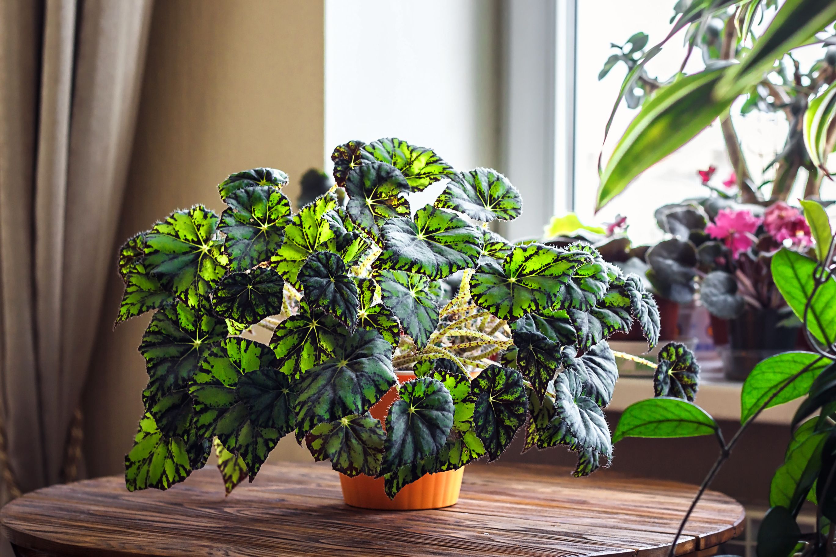 5 Tips For Caring For Potted Begonias