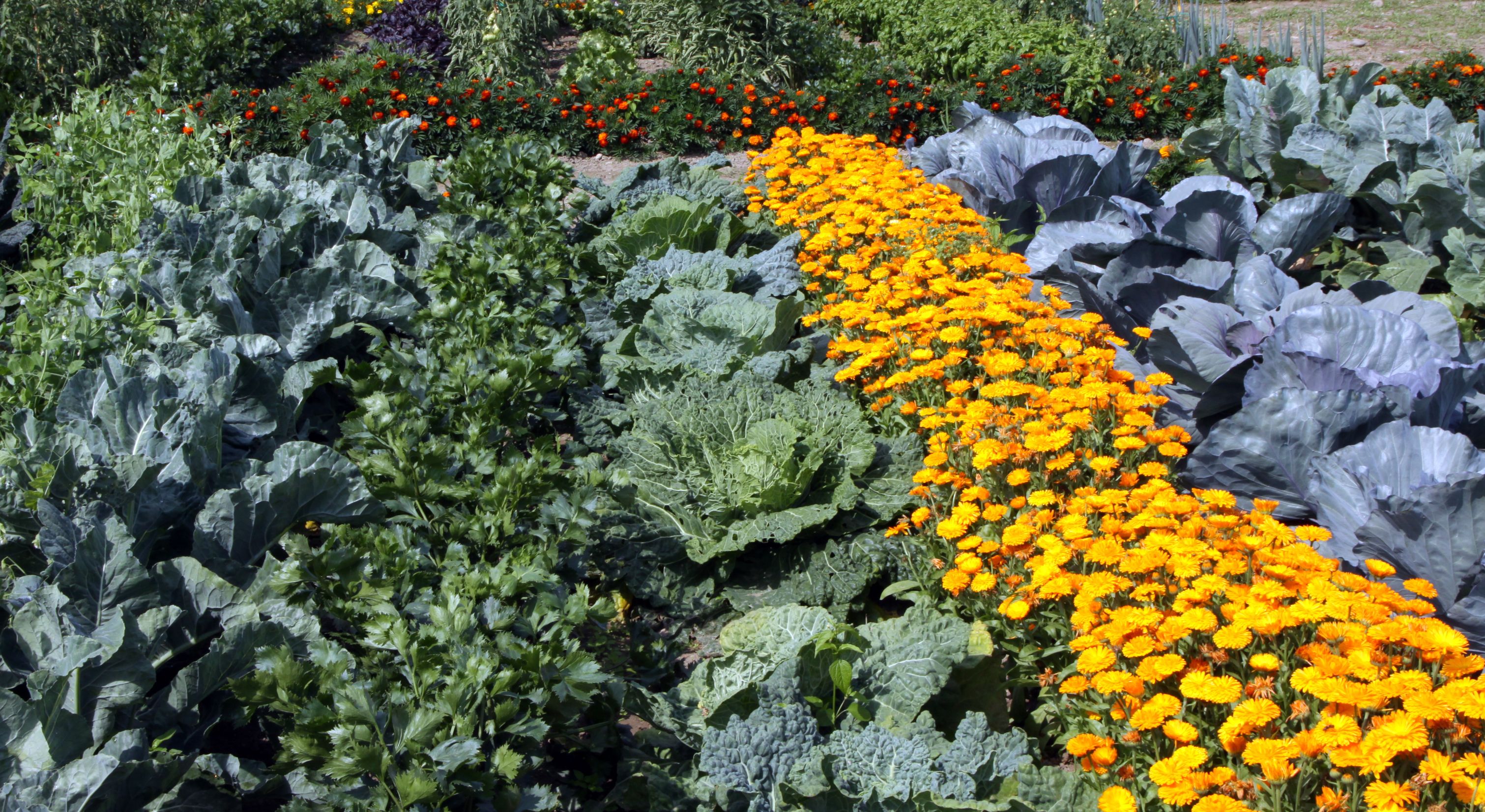 How to Start a Fall Vegetable Garden