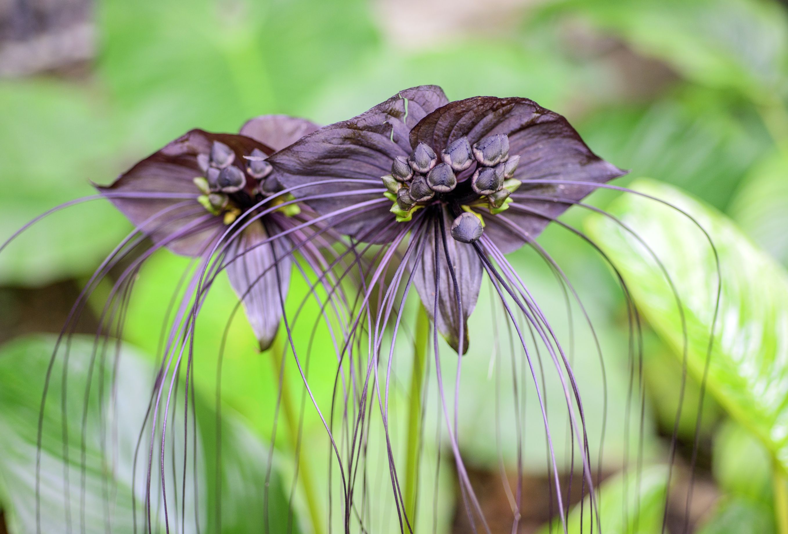 5 Best Creepy Plants For Halloween
