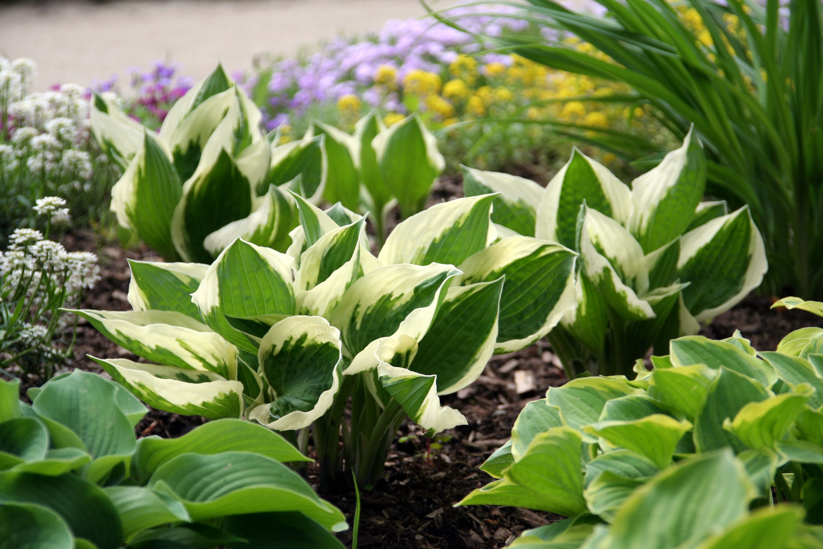 7 Stunning Hosta Varieties for Your Garden