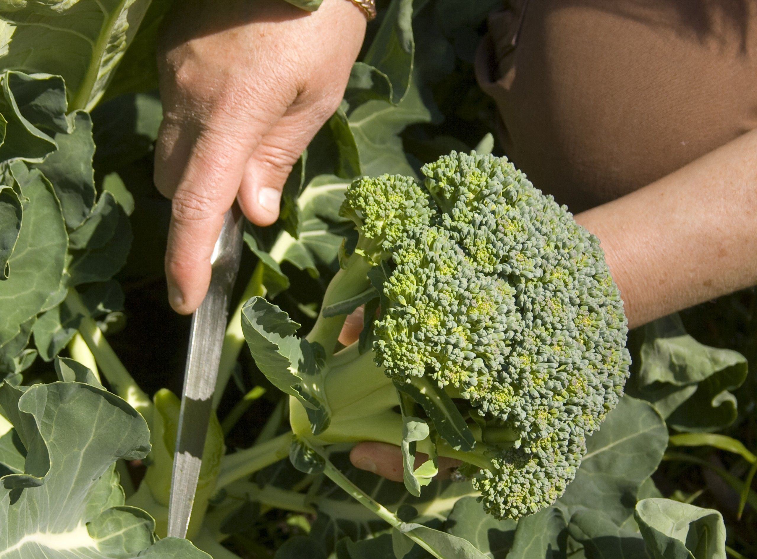 How to Harvest Broccoli