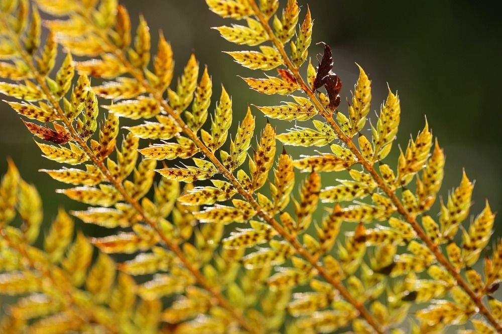 Why Your Boston Fern is Turning Brown