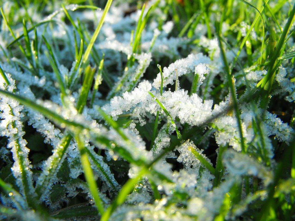 7 Tips For Fertilizing Your Lawn in Fall