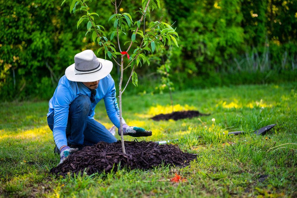 4 Reasons You Should Plant Trees in Fall