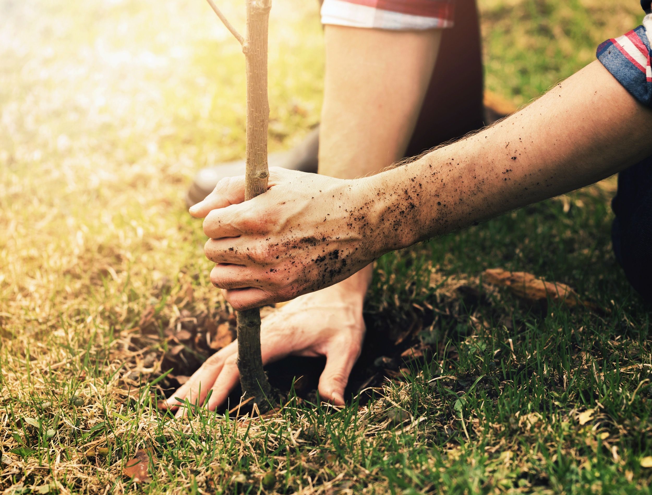 4 Reasons You Should Plant Trees in Fall