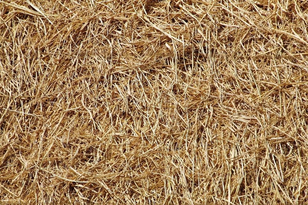 What Should You Add to Your Garden Soil in the Fall?