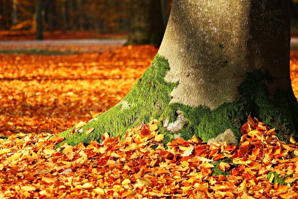 5 Best Fertilizers For Your Trees and Shrubs