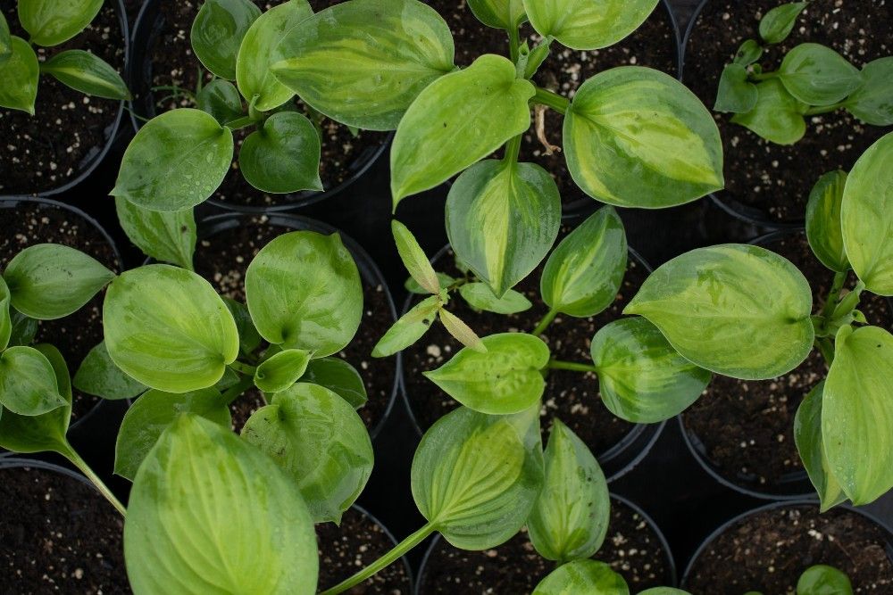 How to Care For Hostas in the Fall