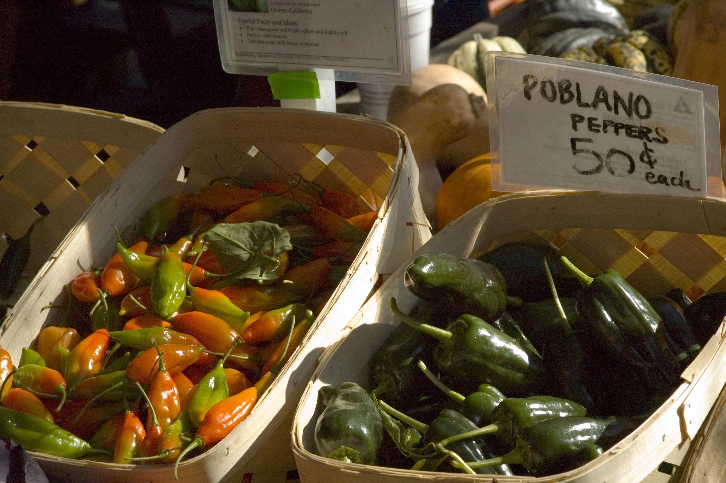 7 Tips For Harvesting Poblano Peppers