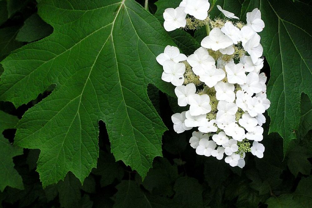 7 Tips For Caring For Oakleaf Hydrangea