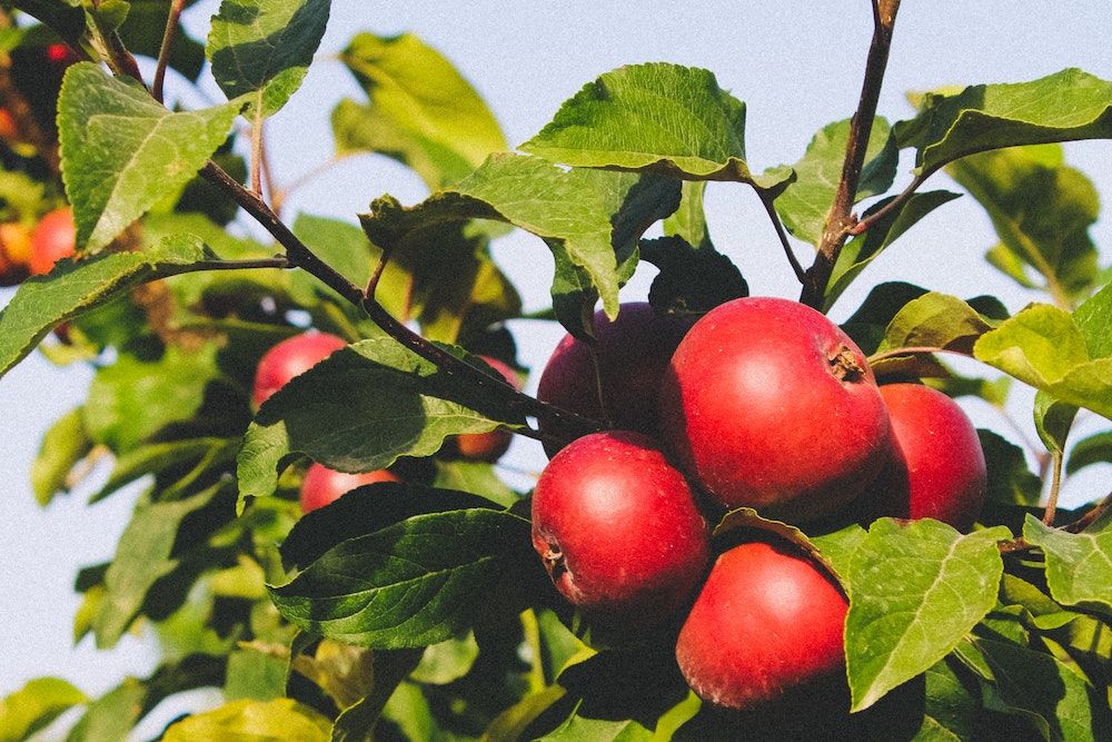5 Ways to Prevent Powdery Mildew on Your Apple Trees