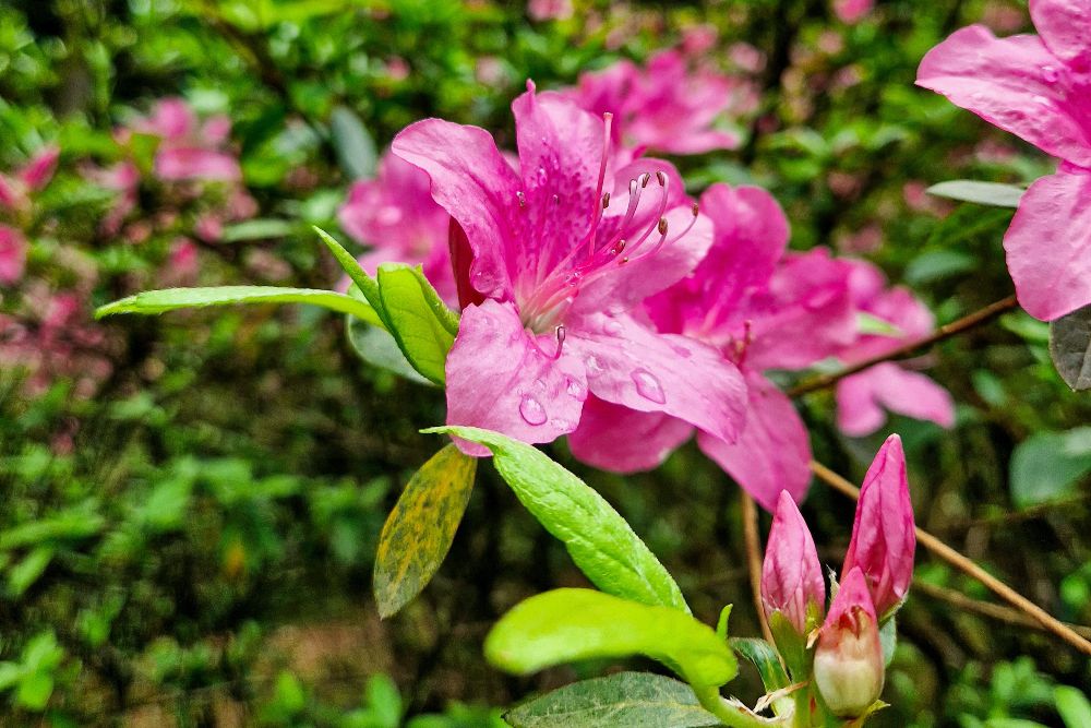 7 Best Fertilizer for Rhododendrons