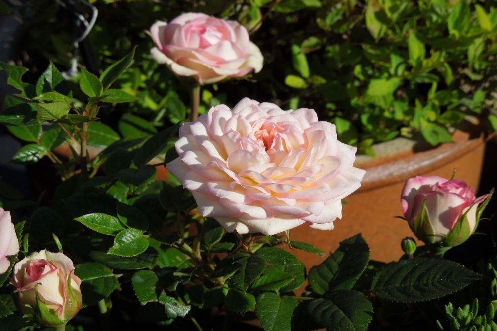 7 Tips For Caring For Potted Roses