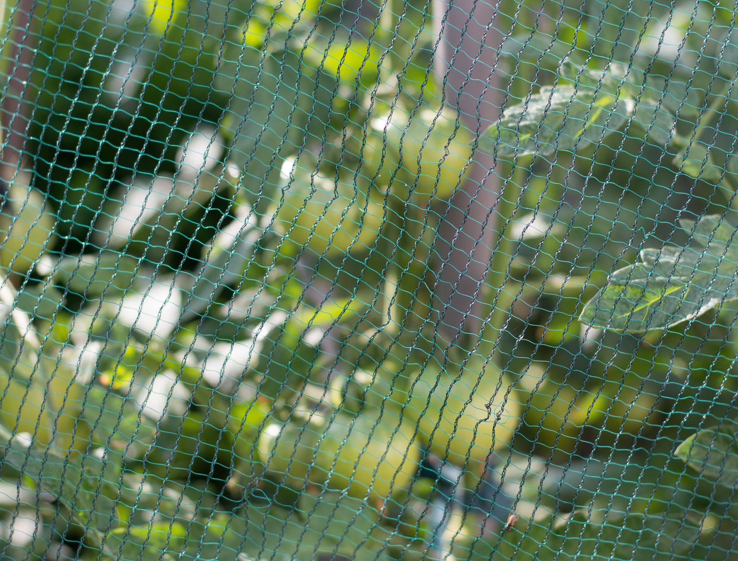 5 Ways to Protect Your Tomato Plants From Squirrels