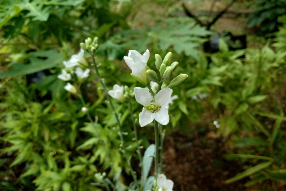 The Best Cover Crops For Fall