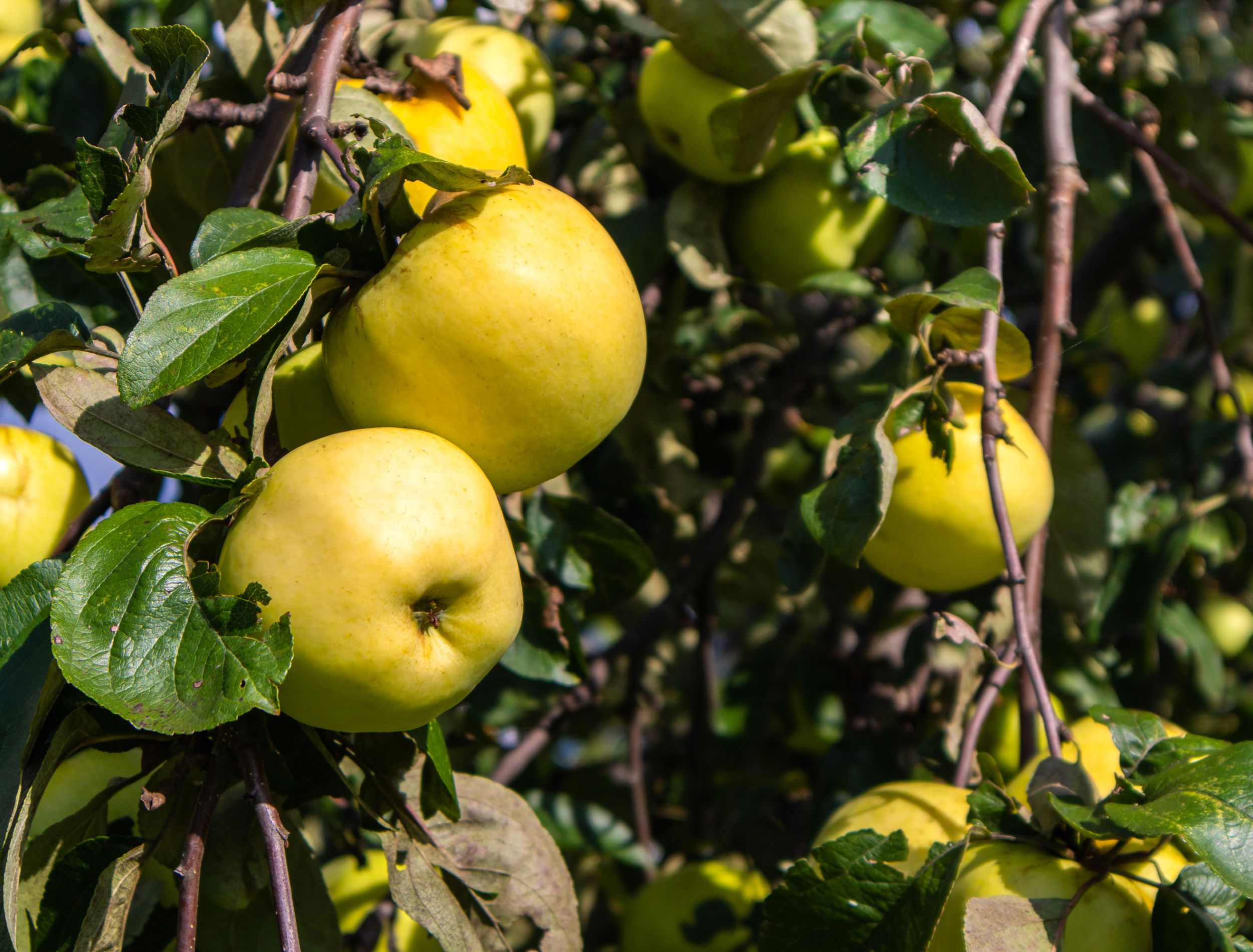 7 Green Apple Varieties to Grow in Your Garden