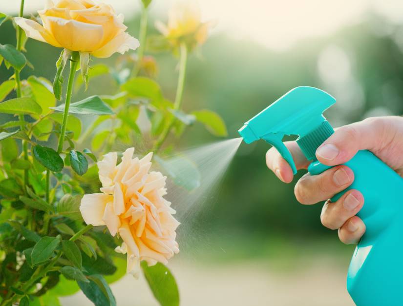 Ways to Prevent Powdery Mildew on Your Potted Roses