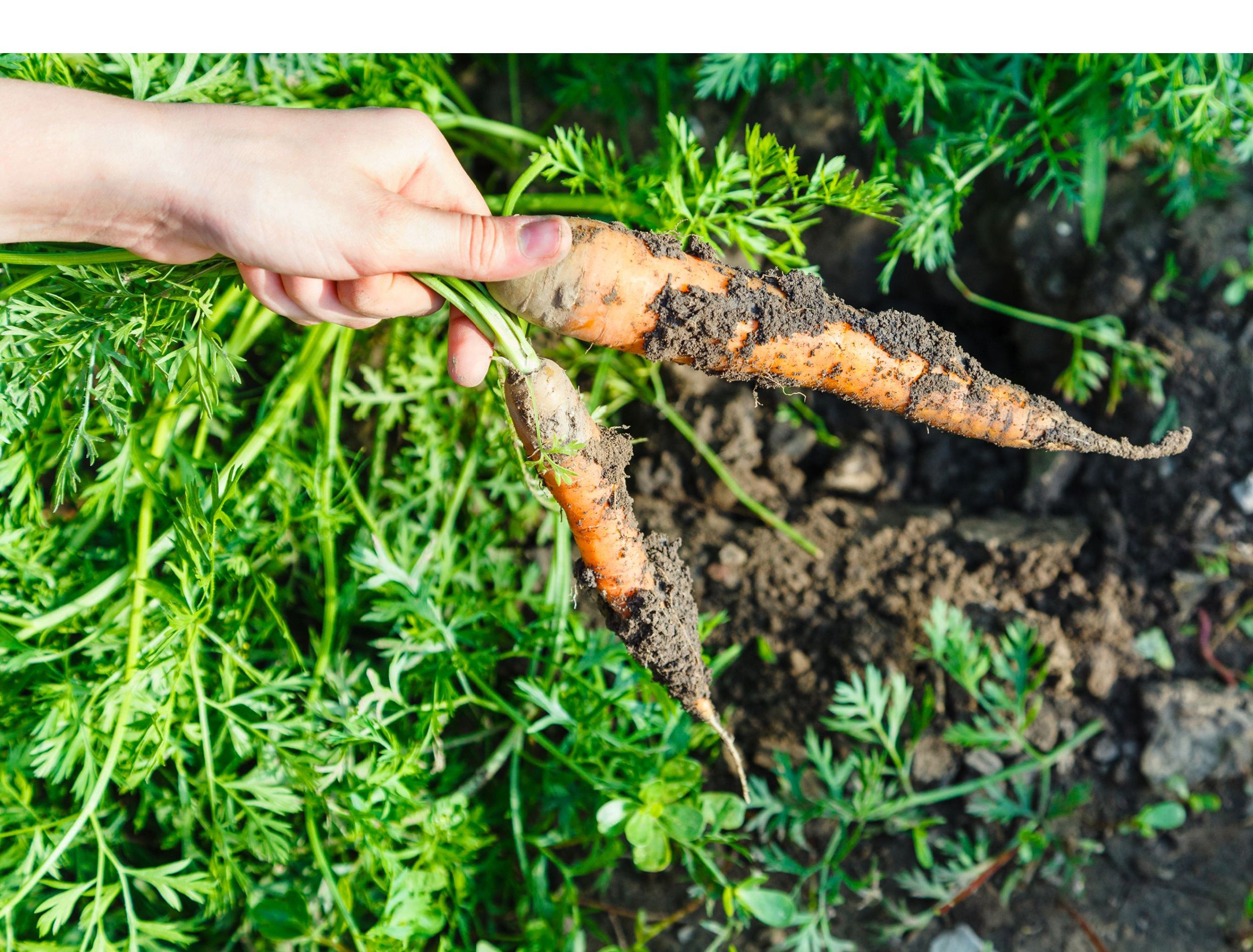 7 Tips For Harvesting Carrots From Your Garden
