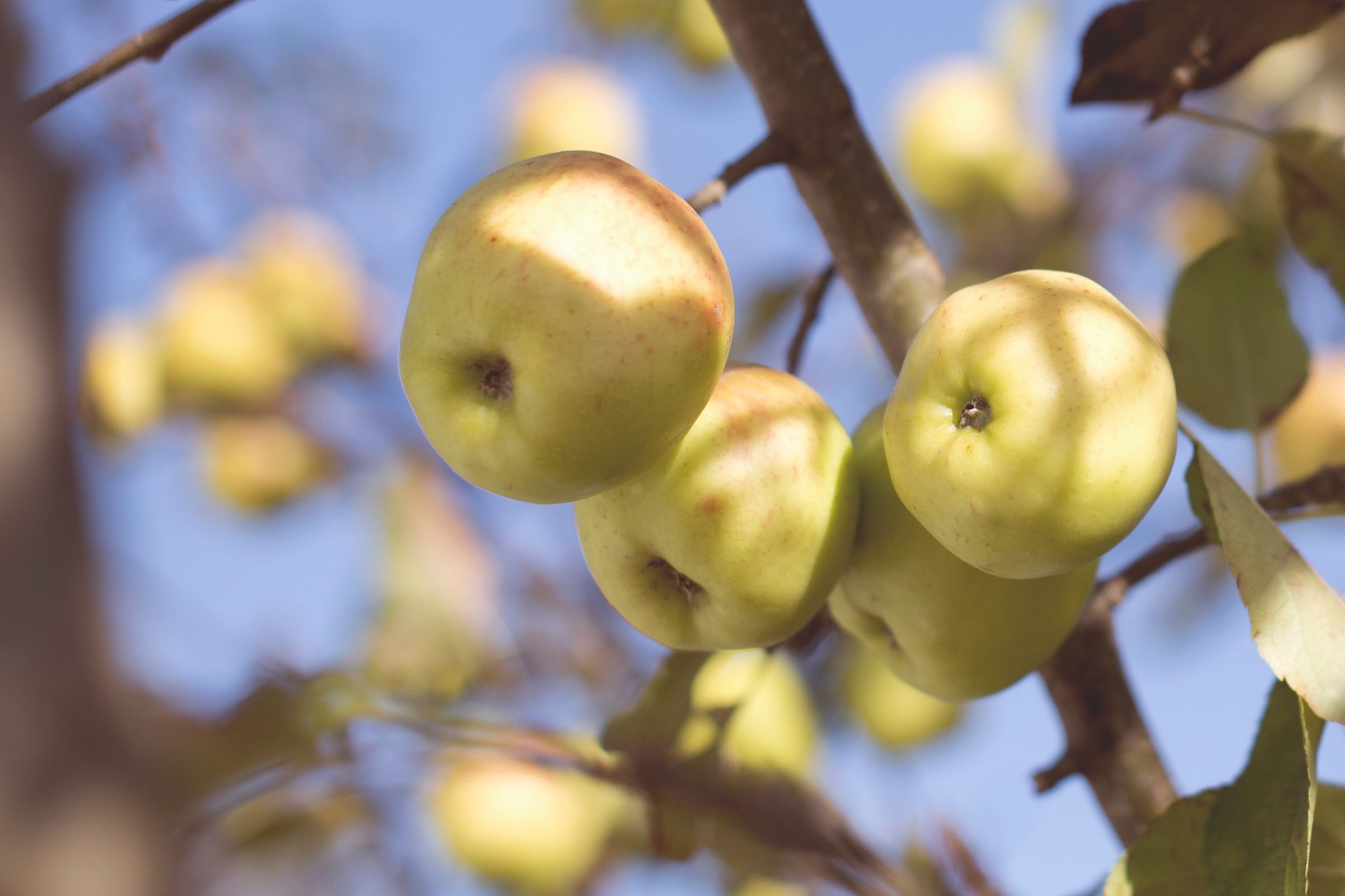 7 Green Apple Varieties to Grow in Your Garden