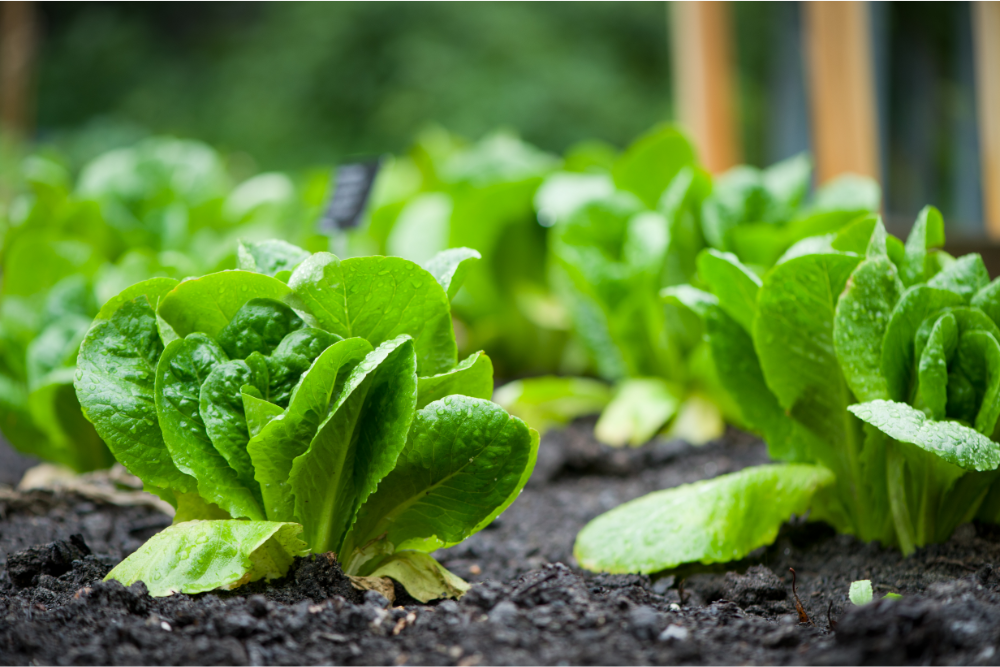 4 Best Types of Lettuce to Grow in Raised Beds