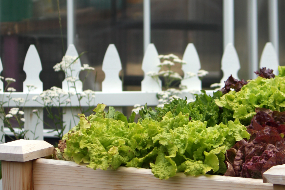 4 Best Types of Lettuce to Grow in Raised Beds