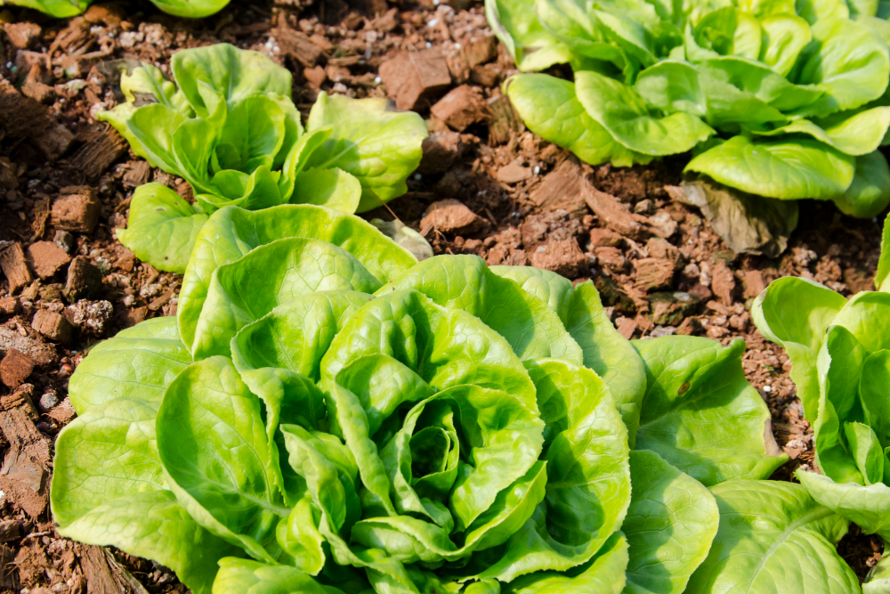 4 Best Types of Lettuce to Grow in Raised Beds