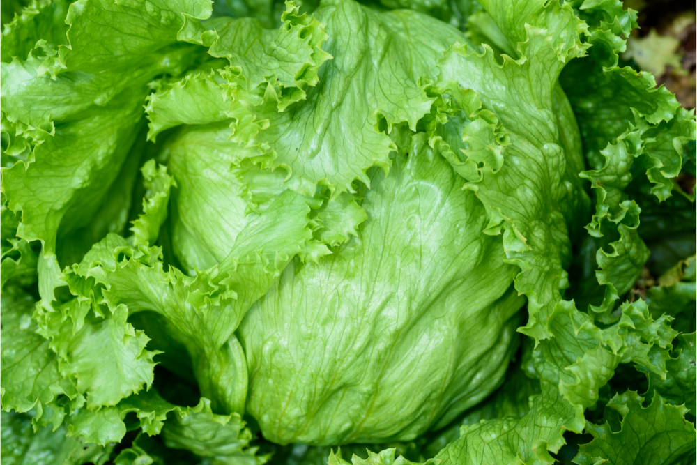 4 Best Types of Lettuce to Grow in Raised Beds
