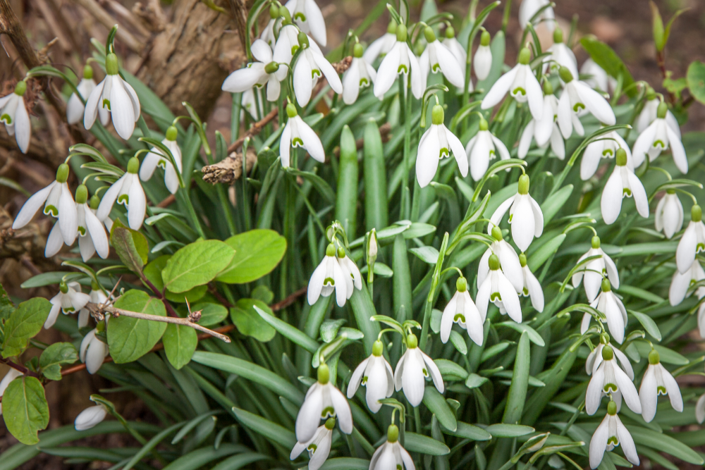 5 Tips For Designing a Colorful Winter Garden