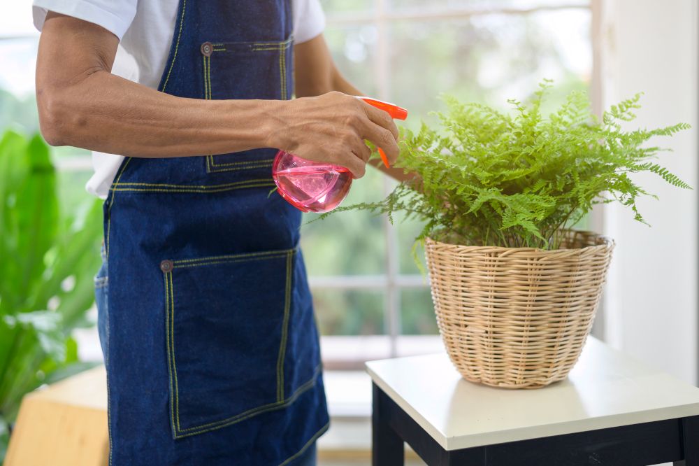 Why Your Boston Fern is Turning Brown