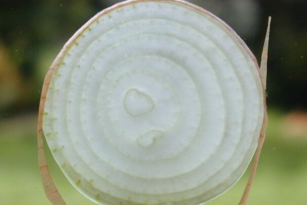 Why You Should Clean Your Grill With an Onion