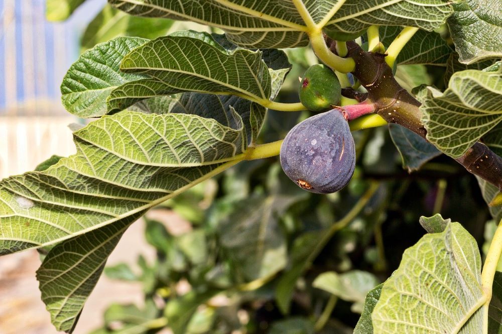 5 Tips For Growing a Fig Tree in a Pot