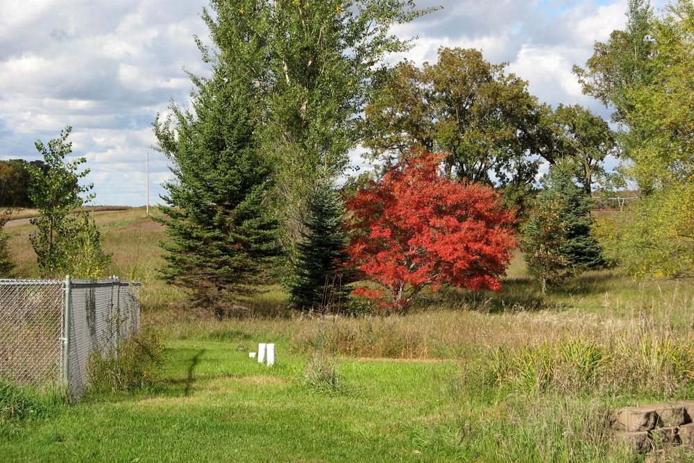 7 Best Maple Trees For Fall Color