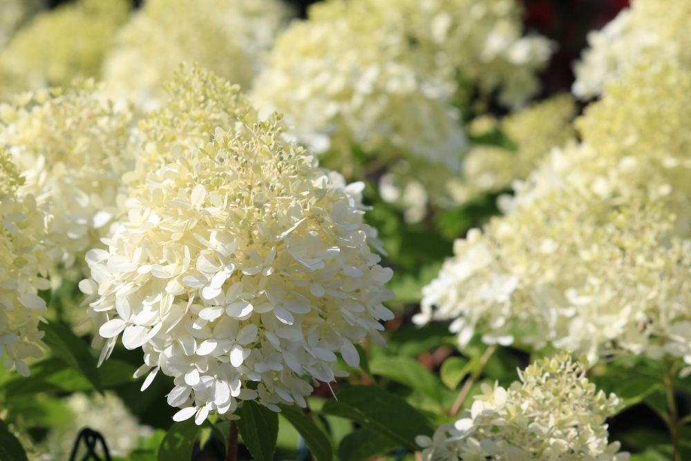 7 Stunning White Hydrangeas For Your Garden