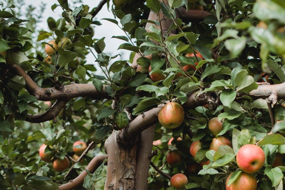 The Best Time to Prune Your Apple Tree