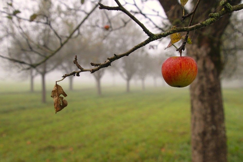The Best Time to Prune Your Apple Tree