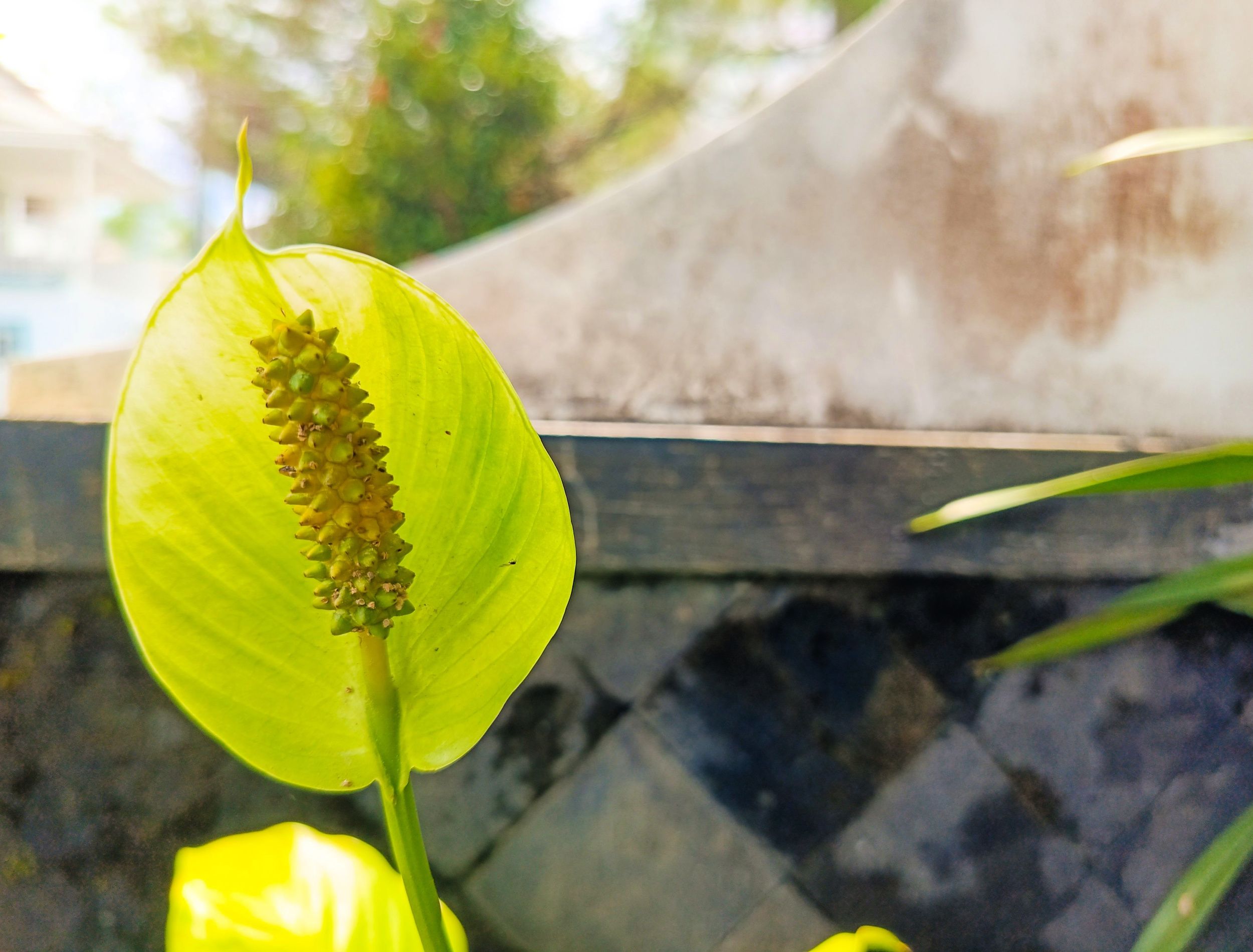 Why Your Peace Lily Flower Is Green